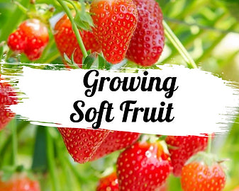 Your Guide to Growing Soft Fruit – Bow Garden Centre