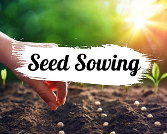Your Guide to Seed Sowing – Bow Garden Centre