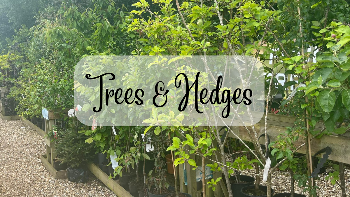 Trees & Hedges – Bow Garden Centre