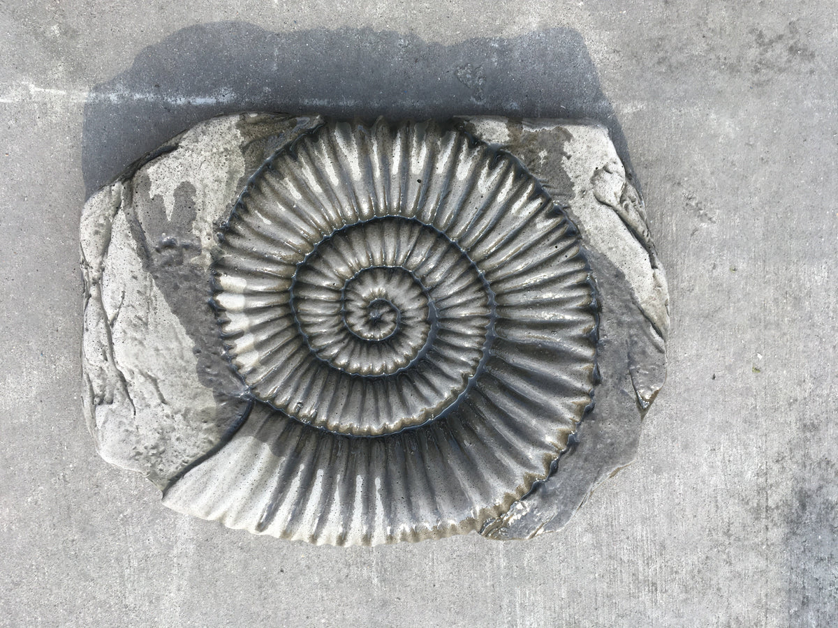Fossilized Shell – Bow Garden Centre